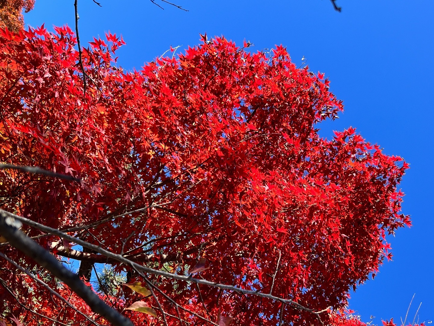 嵐山へ行って来ました: Spread my little wings